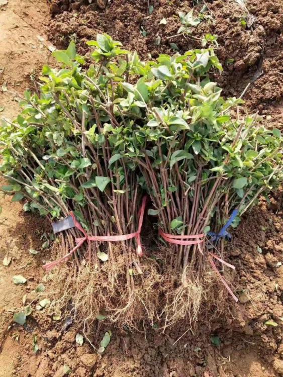 金银花一年苗 金银花苗种植基地 金银花苗价格金银花苗质优价廉