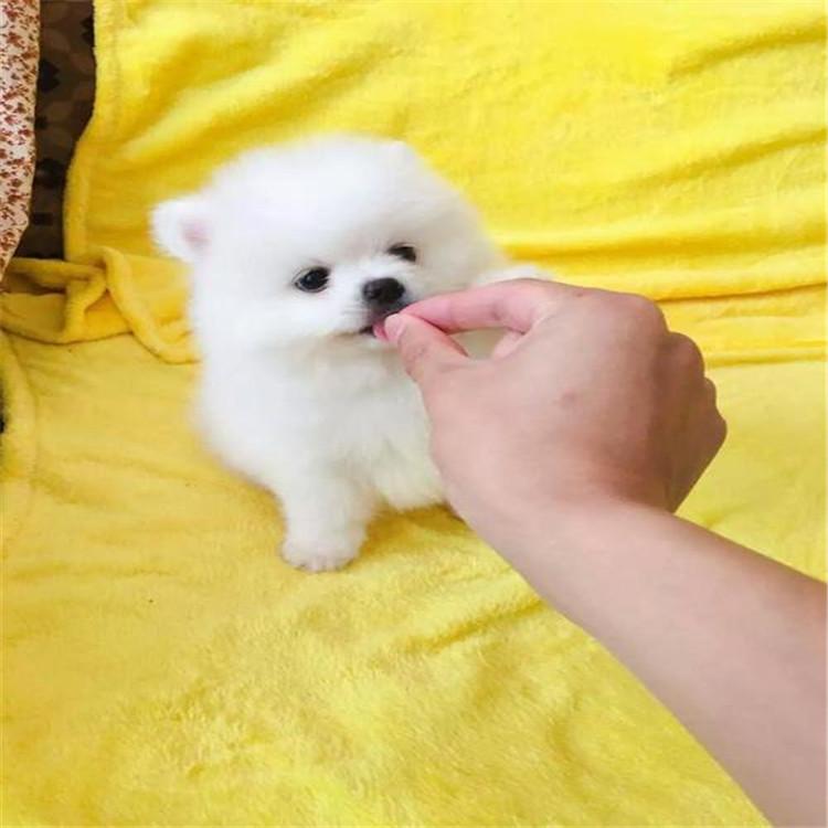 纯色博美犬