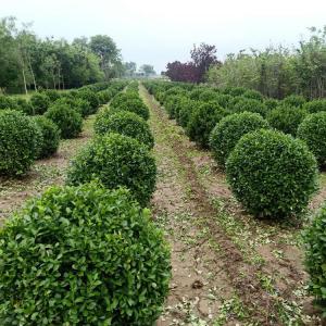 卫矛基地直销 圃批发价格 适合绿篱带色带拼图和造形 苗木基地直销 种类齐全