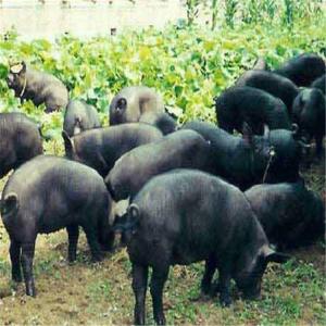 北京黑猪生产流程